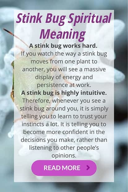 Stink Bug Spiritual Meaning